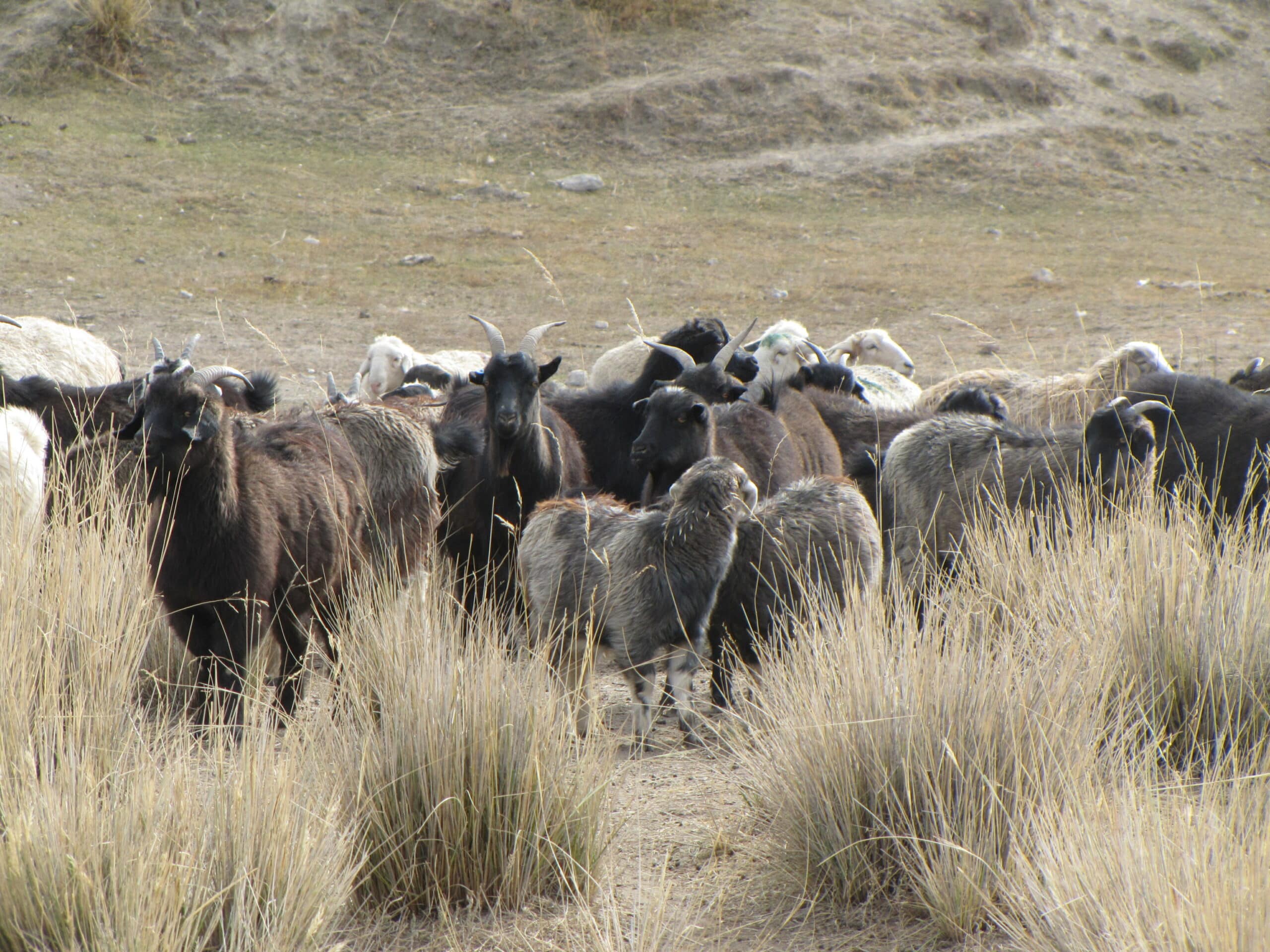 Church in Central Asia | MissionInvest